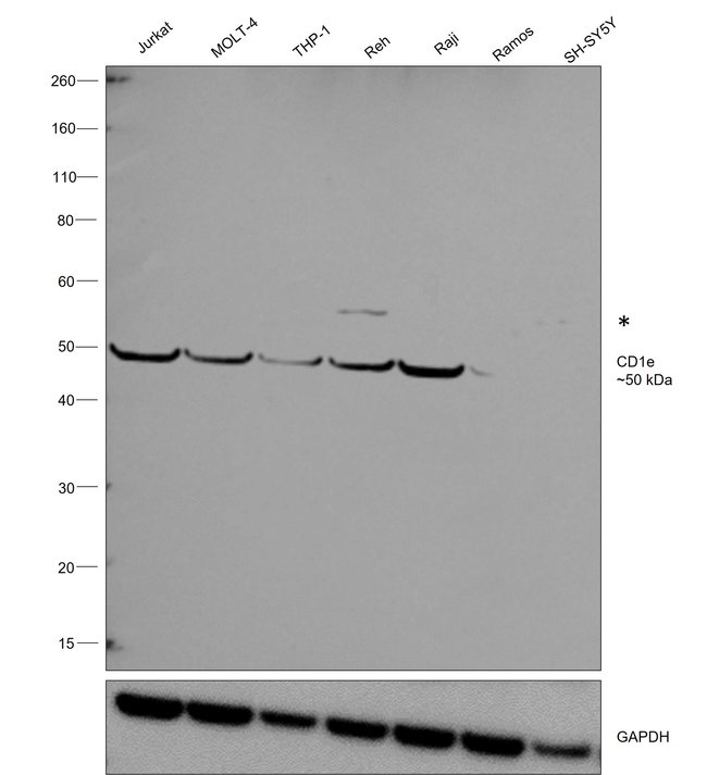 CD1e Polyclonal Antibody, Invitrogen 400 μL; Unconjugated:Antibodies ...
