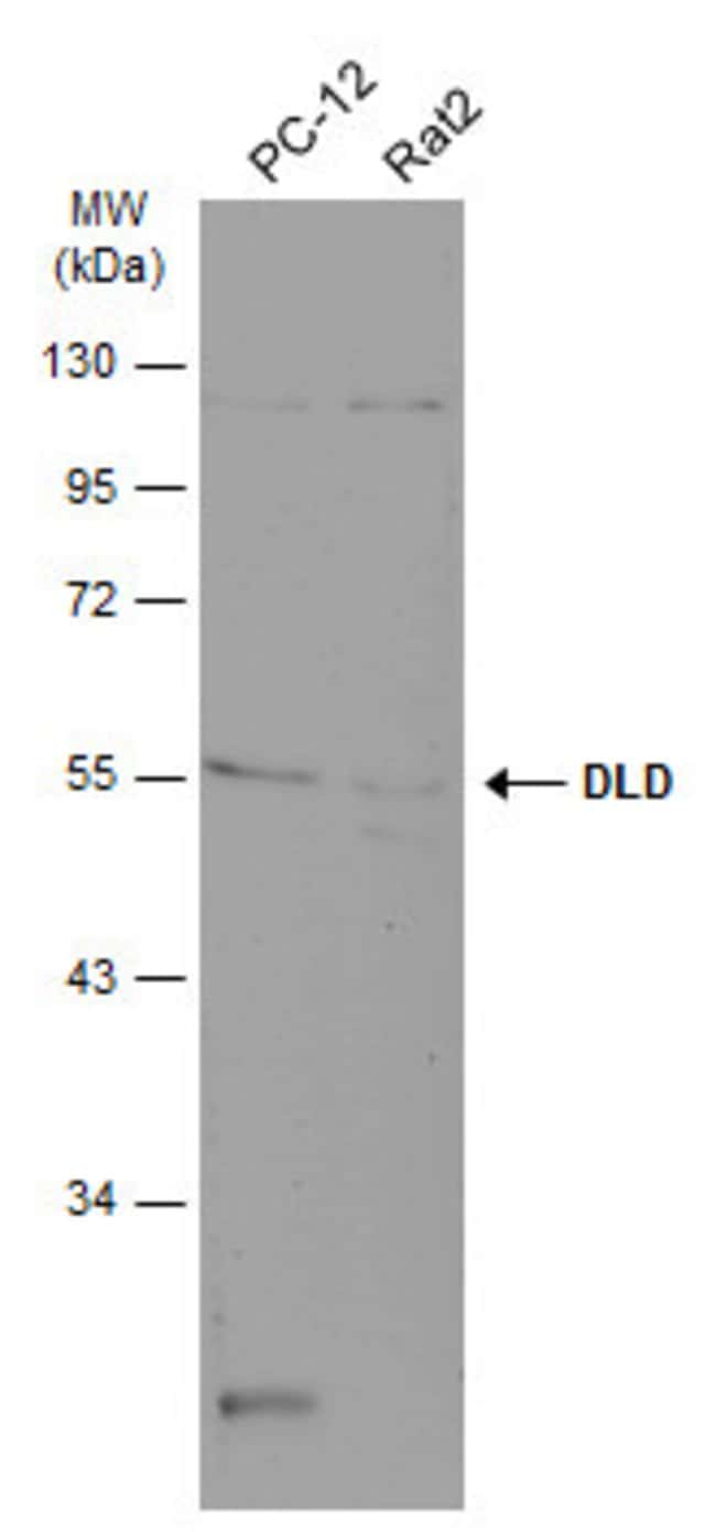 Invitrogen DLD Polyclonal Antibody 100 μL; Unconjugated:Antibodies ...