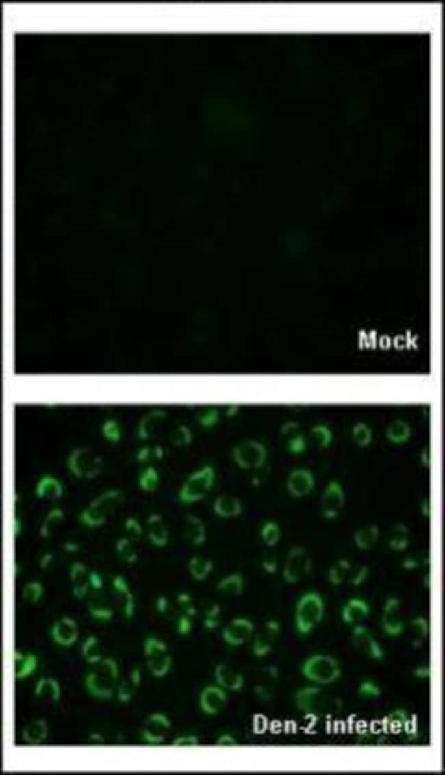 Invitrogen Dengue Virus Type 2 NS1 Polyclonal Antibody 100 μL ...