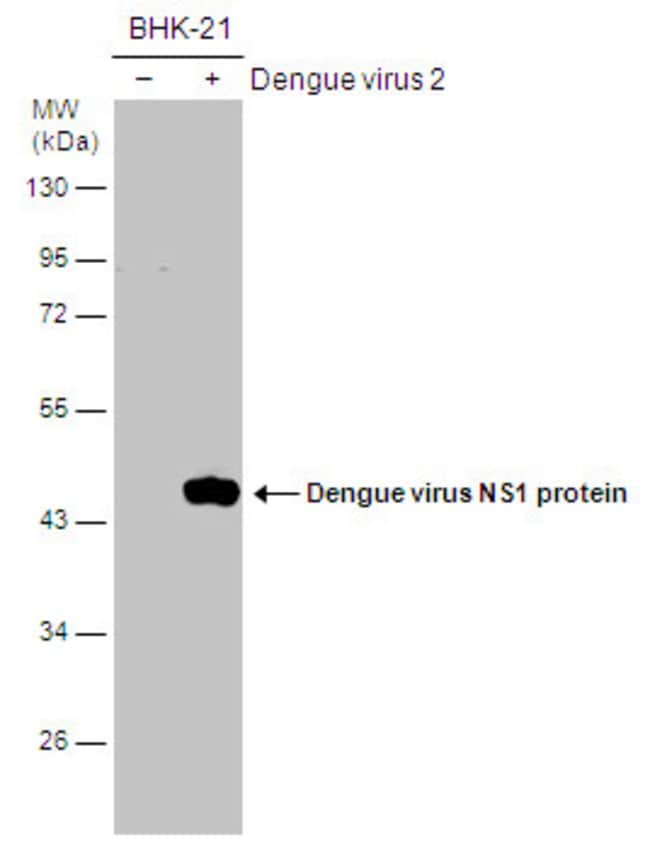 Invitrogen Dengue Virus Type 2 NS1 Polyclonal Antibody 100 μL ...