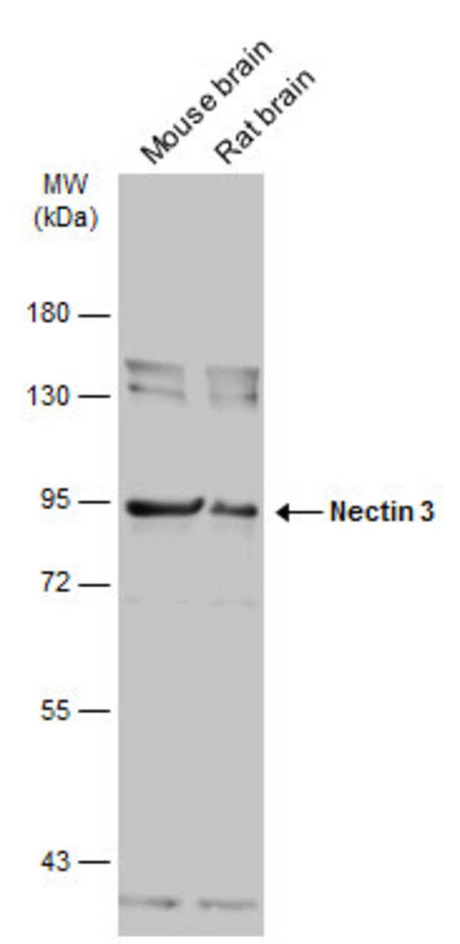 Invitrogen Nectin 3 Polyclonal Antibody 100 μL; Unconjugated ...