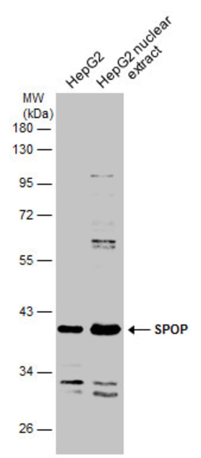 SPOP Polyclonal Antibody, Invitrogen 100 μL; Unconjugated:Antibodies ...