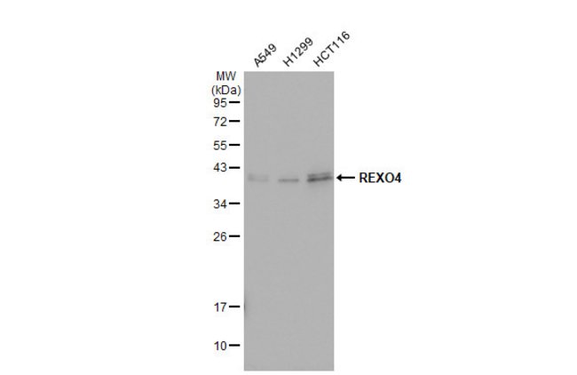 REXO4 Polyclonal Antibody, Invitrogen™ 100 μL; Unconjugated Primary ...