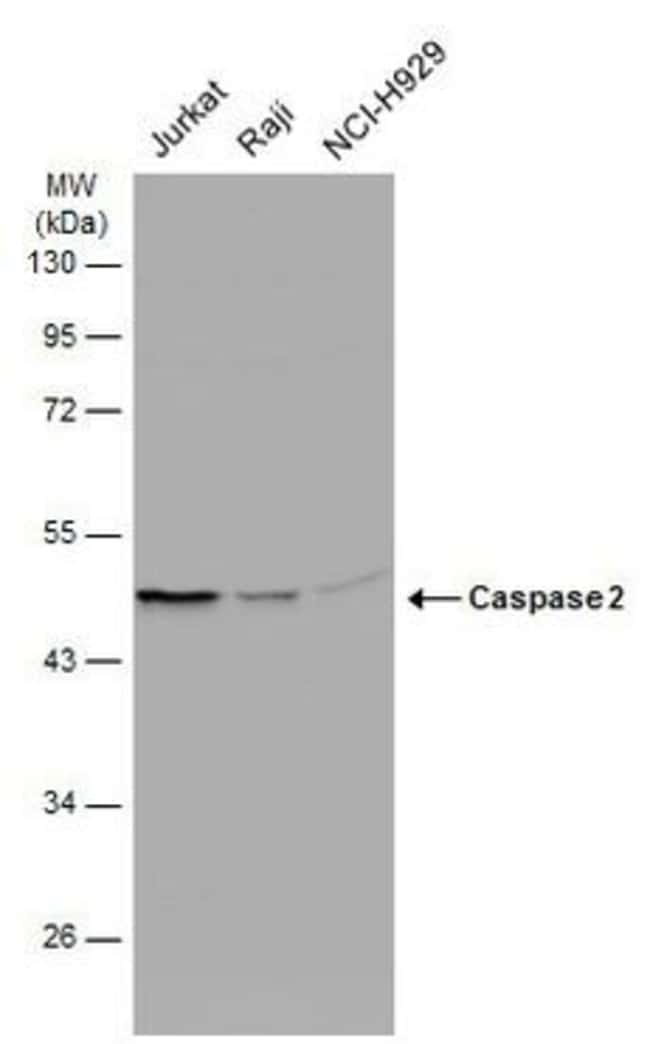 Caspase 2 Polyclonal Antibody, Invitrogen 100 μL; Unconjugated ...