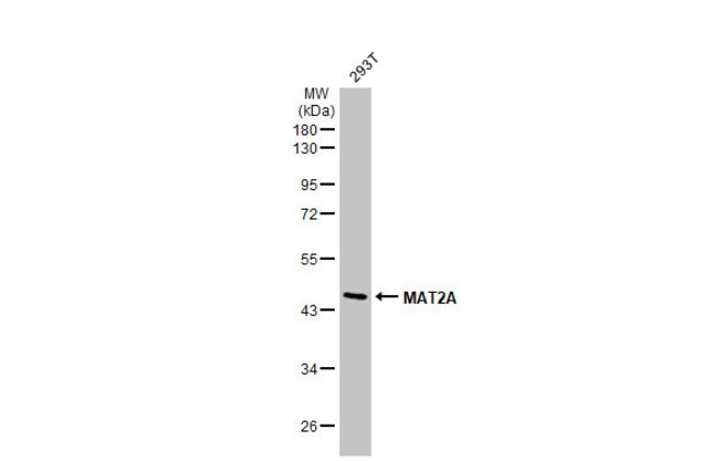 MAT2A Polyclonal Antibody, Invitrogen 100 μL; Unconjugated:Antibodies ...