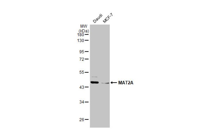 MAT2A Polyclonal Antibody, Invitrogen 100 μL; Unconjugated:Antibodies ...