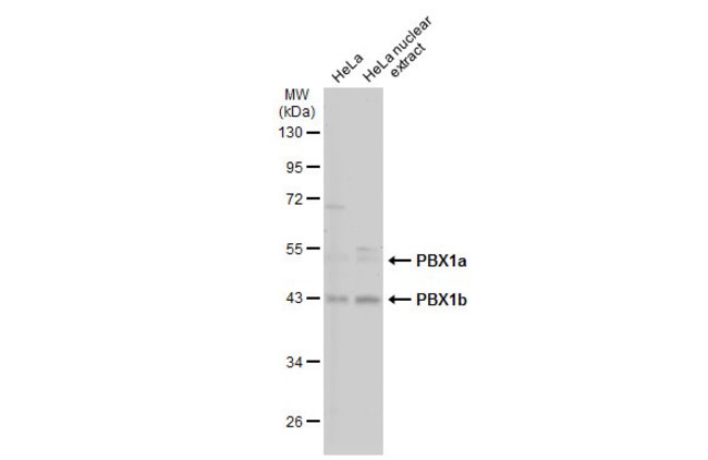 Invitrogen PBX1 Polyclonal Antibody 100 μL; Unconjugated:Anticuerpos ...