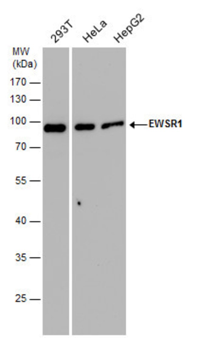Invitrogen EWSR1 Polyclonal Antibody 100 μL; Unconjugated:Antibodies ...