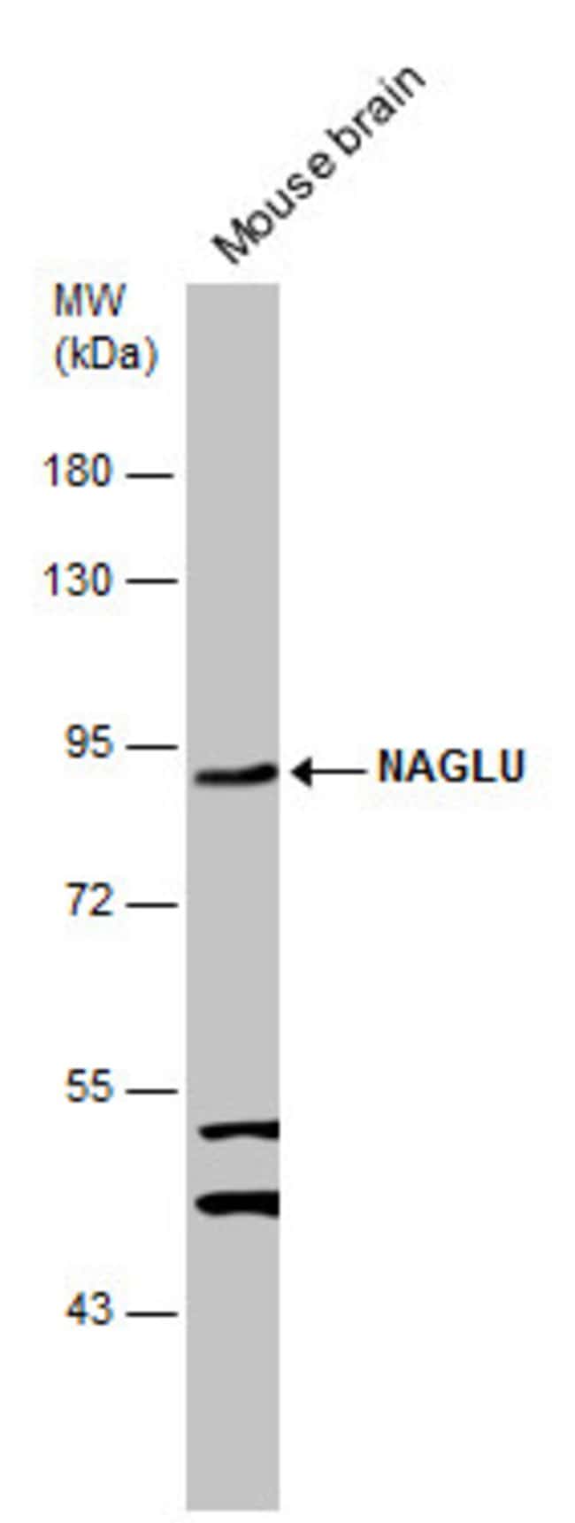 Invitrogen NAGLU Polyclonal Antibody 100 μL; Unconjugated:Antikörper ...