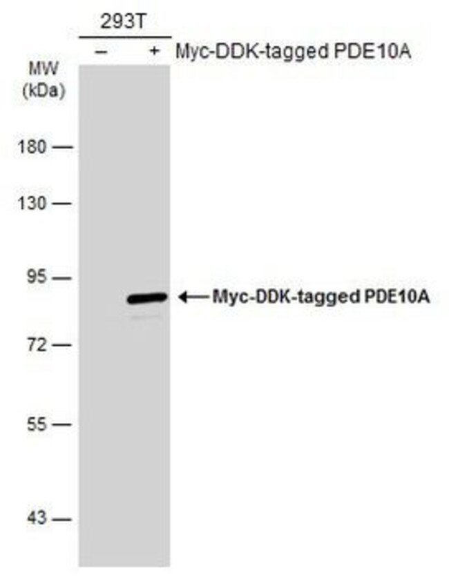 Invitrogen PDE10A Polyclonal Antibody 100 μL; Unconjugated:Antibodies ...