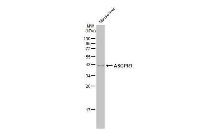 ASGR1 Polyclonal Antibody, Invitrogen™ 100 μL; Unconjugated | Fisher ...