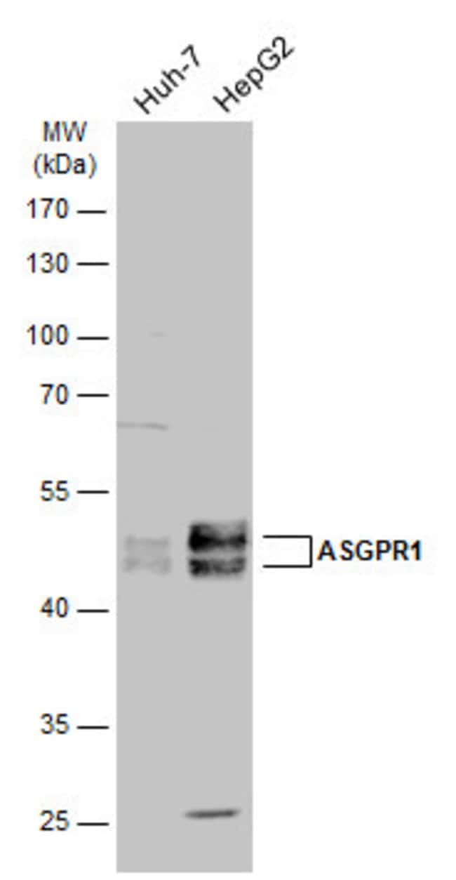 ASGR1 Polyclonal Antibody, Invitrogen™ 100 μL; Unconjugated | Fisher ...