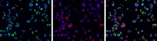 Invitrogen Dengue Virus Type 2 NS1 Polyclonal Antibody 100 μL ...