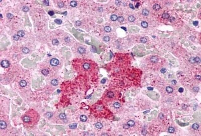 Invitrogen GPR153 Polyclonal Antibody 50 μg; Unconjugated:Antibodies ...