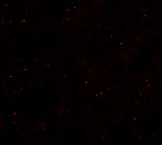 CCP110 Polyclonal Antibody:Antikroppar | Fisher Scientific