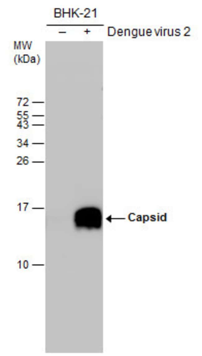 Invitrogen Dengue Virus Type 2 Capsid Polyclonal Antibody 100 μL ...