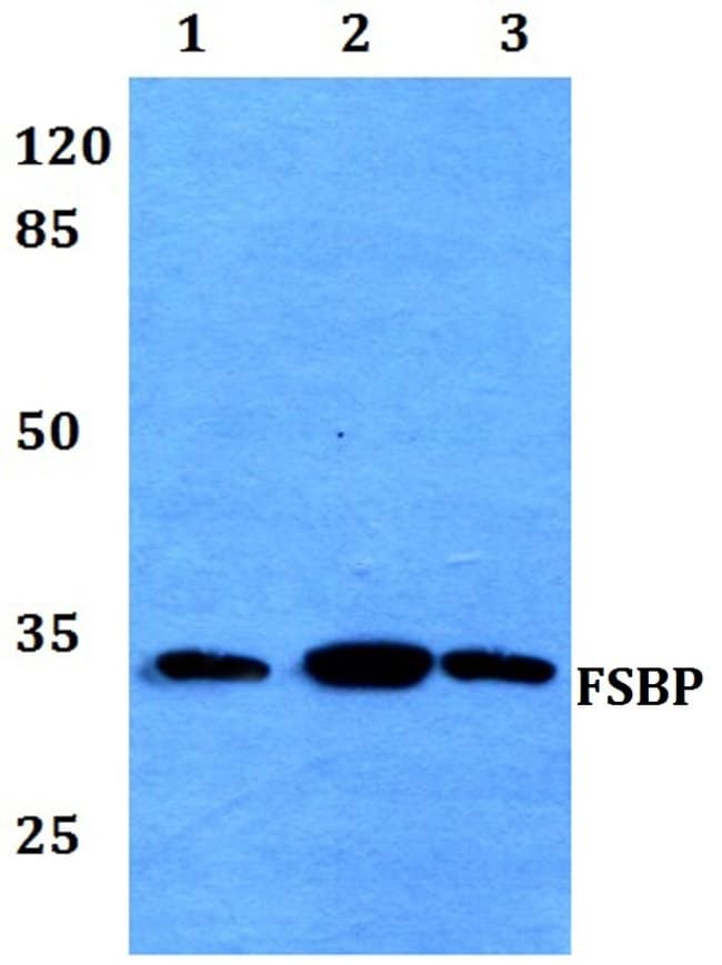 FSBP Polyclonal Antibody, Invitrogen™ 100 μL; Unconjugated | Fisher ...