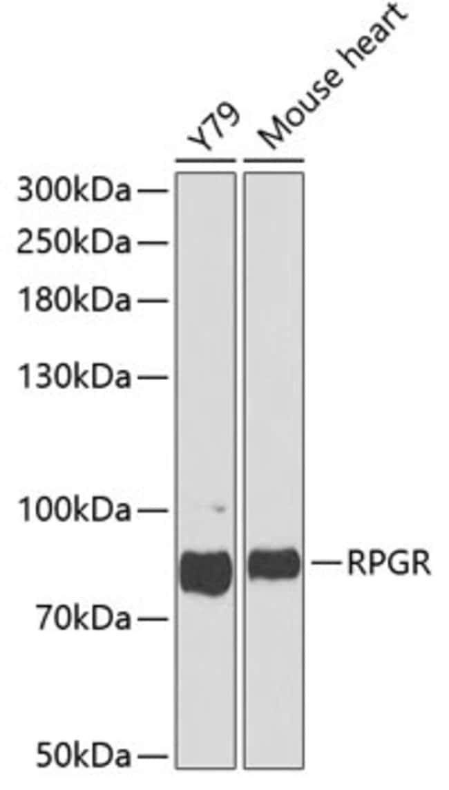 RPGR Polyclonal Antibody, Invitrogen 100 μL; Unconjugated:Antibodies ...