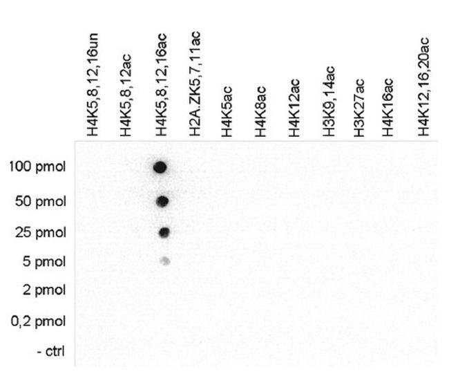 H4ac pan-acetyl (K5,K8,K12,K16) Polyclonal Antibody, Invitrogen™ 50 μg; Unconjugated | Fisher ...