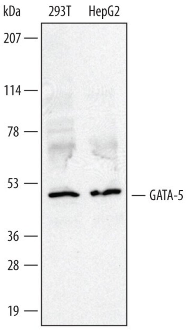 Invitrogen GATA5 Polyclonal Antibody 100 μg; Unconjugated:Antibodies ...