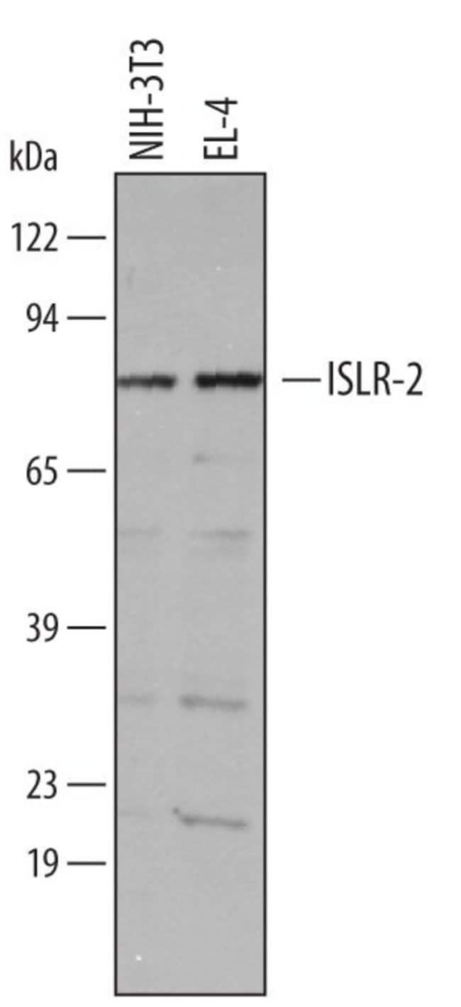 ISLR2 Polyclonal Antibody, Invitrogen™ 100 μg; Unconjugated | Fisher ...