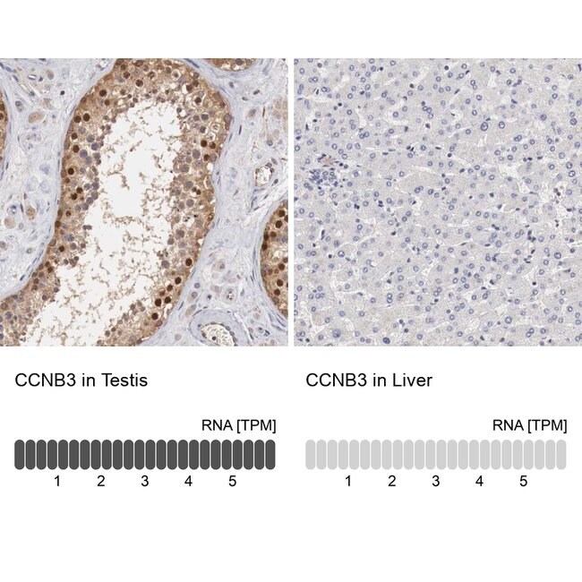 Cyclin B3 Polyclonal Antibody, Invitrogen 100 μL; Unconjugated ...