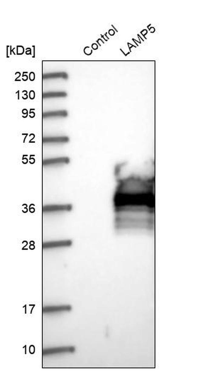 Invitrogen LAMP5 Polyclonal Antibody 100 μL | Buy Online | Invitrogen ...