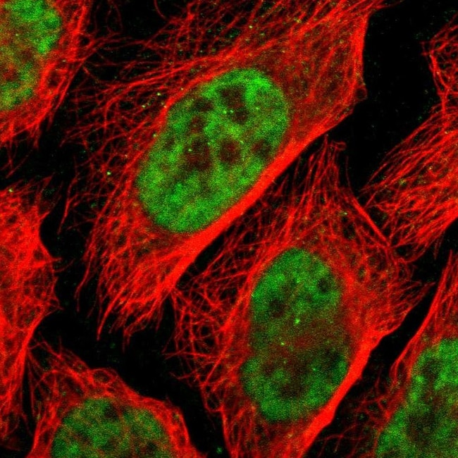 Invitrogen ZFC3H1 Polyclonal Antibody 100 μL; Unconjugated:Antikroppar ...