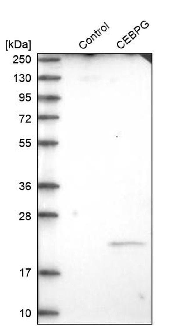 C/EBP gamma Polyclonal Antibody, Invitrogen 100 μL; Unconjugated ...