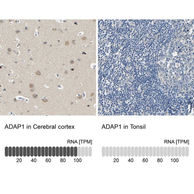 Centaurin alpha-1 Polyclonal Antibody, Invitrogen 100 μL; Unconjugated ...