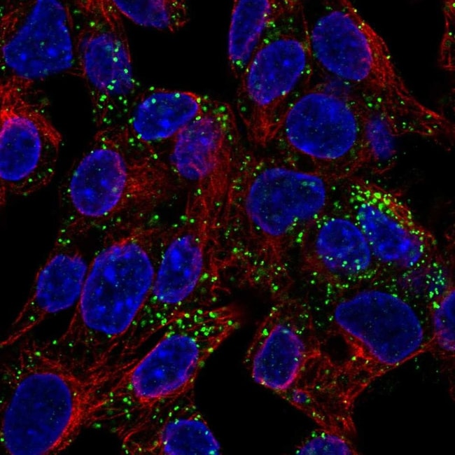 Invitrogen INHBE Polyclonal Antibody 100 μL; Unconjugated:Antikroppar ...