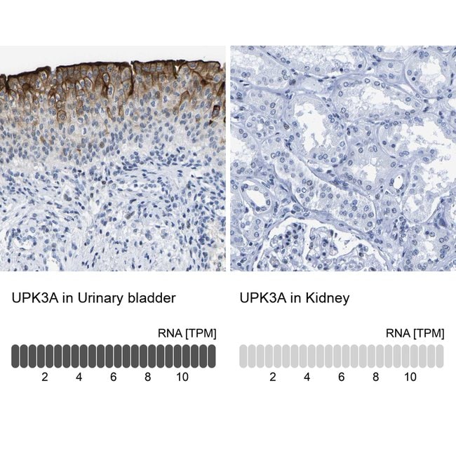 UPK3A Polyclonal Antibody, Invitrogen 100 μL; Unconjugated:Antibodies ...