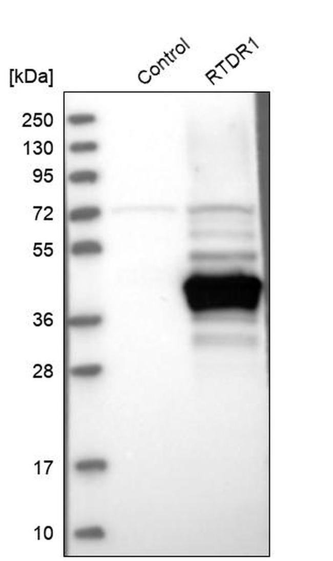 Invitrogen RTDR1 Polyclonal Antibody 100 μL; Unconjugated:Antibodies ...