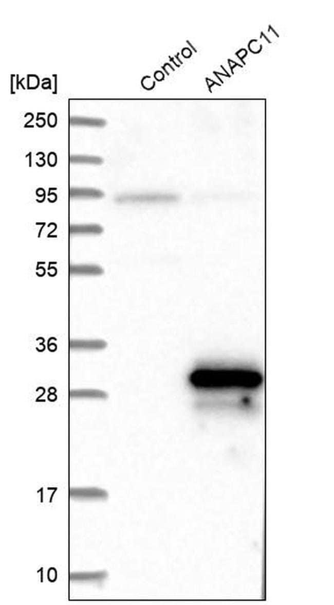 Invitrogen APC11 Polyclonal Antibody 100 μL; Unconjugated:Antikroppar ...