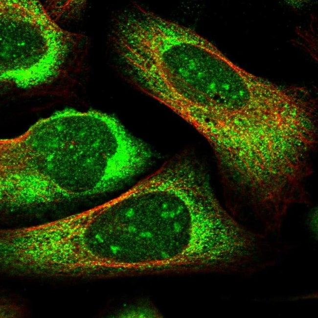 Invitrogen PRRC2C Polyclonal Antibody 100 μL; Unconjugated:Antibodies ...