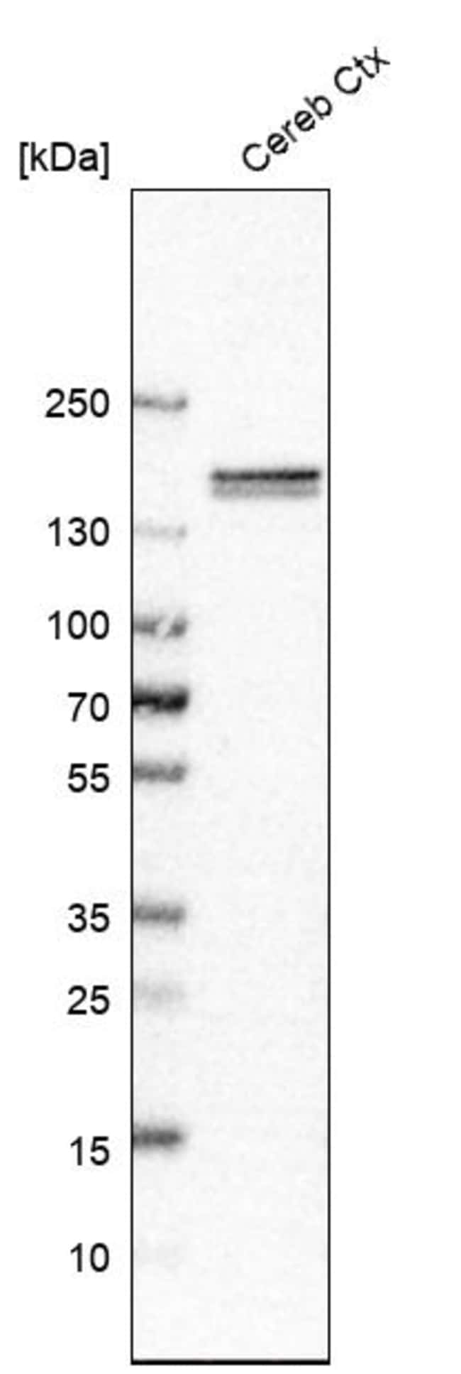 Invitrogen CNTNAP4 Polyclonal Antibody 100 μL | Buy Online | Invitrogen ...