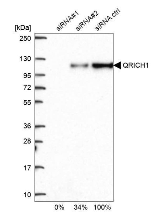QRICH1 Polyclonal Antibody, Invitrogen 100 μL; Unconjugated:Antikörper ...