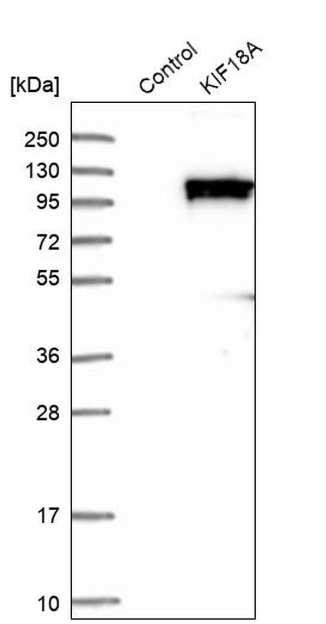 KIF18A Polyclonal Antibody, Invitrogen 100 μL; Unconjugated:Antibodies ...