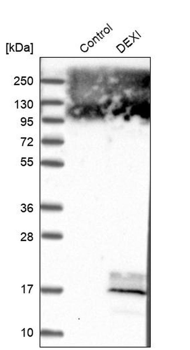 Invitrogen DEXI Polyclonal Antibody 100 μL; Unconjugated:Antikroppar ...