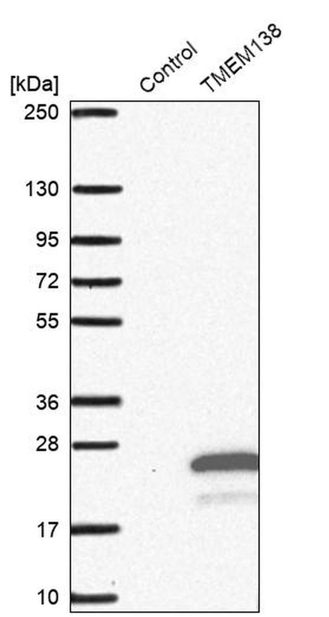 TMEM138 Polyclonal Antibody, Invitrogen 100 μL; Unconjugated:Antibodies ...