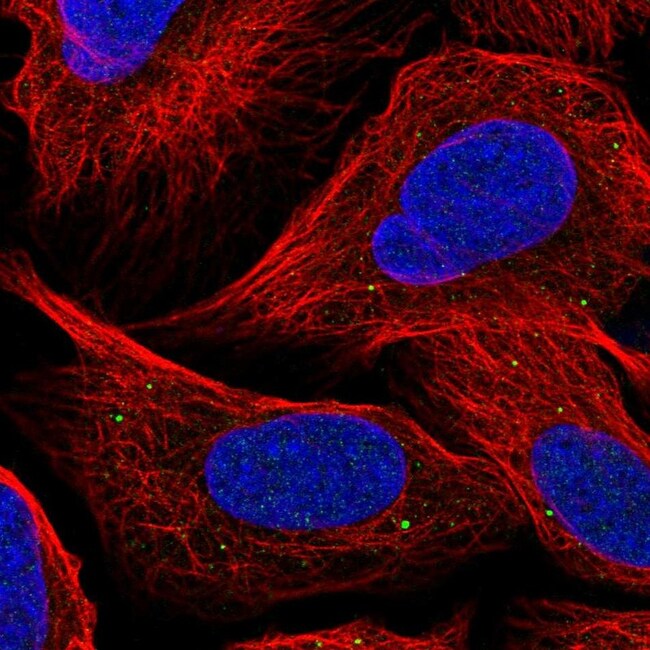 Invitrogen GPR180 Polyclonal Antibody 100 μL | Buy Online | Invitrogen ...