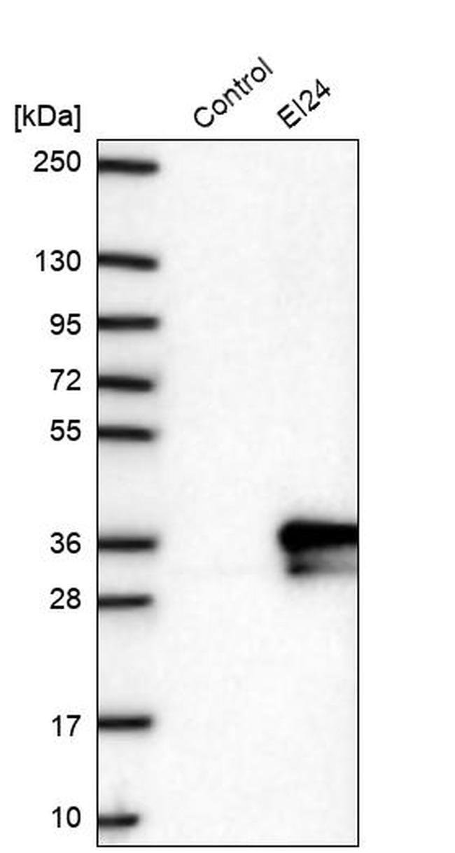 Invitrogen EI24 Polyclonal Antibody 100 μL; Unconjugated:Antikroppar ...