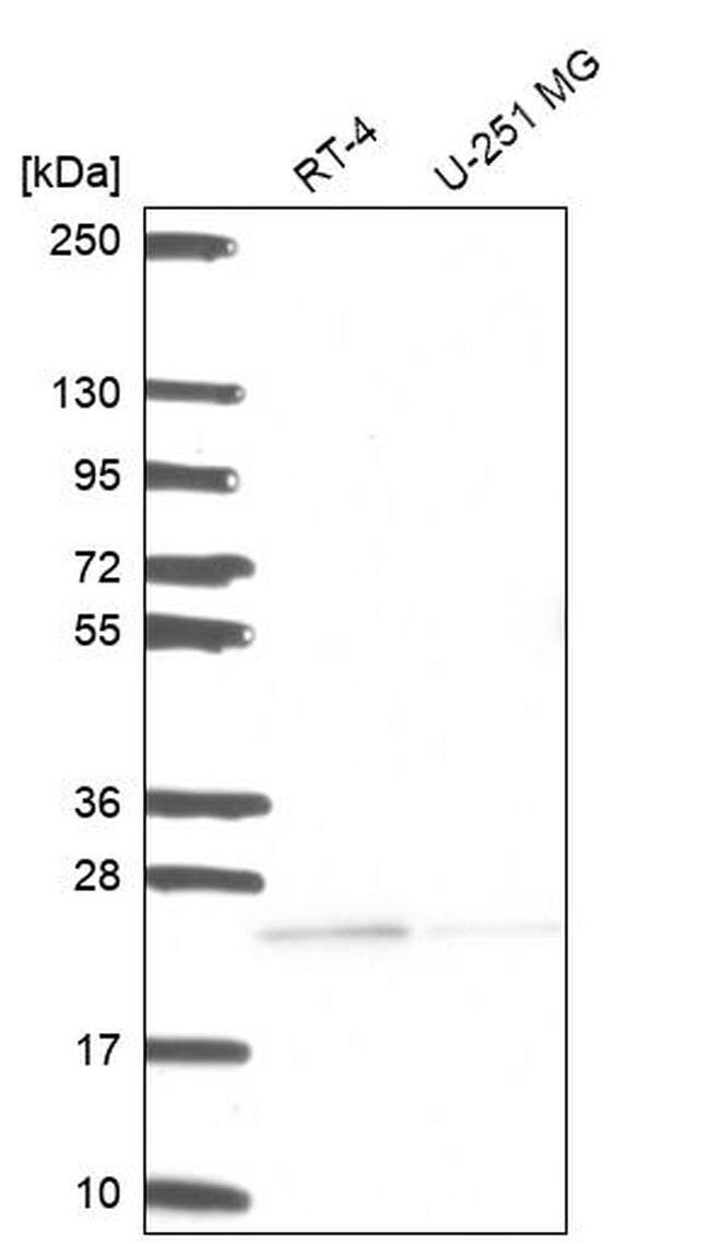 Invitrogen FAM228B Polyclonal Antibody 100 μL; Unconjugated:Antibodies ...
