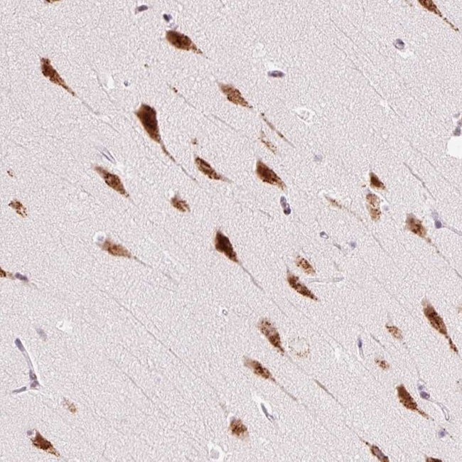 Invitrogen RPL41 Polyclonal Antibody 100 μL; Unconjugated:Antibodies ...