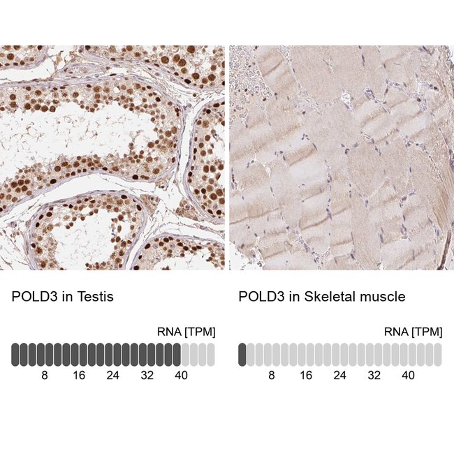 POLD3 Polyclonal Antibody, Invitrogen 100 μL; Unconjugated:Antibodies ...