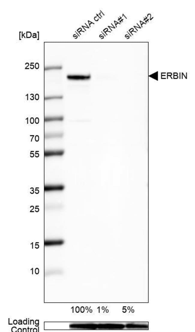 Erbin Polyclonal Antibody, Invitrogen™ 100 μL; Unconjugated | Fisher ...