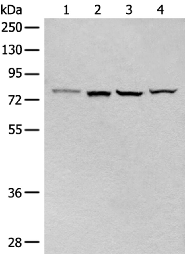 Invitrogen CLPTM1 Polyclonal Antibody 100 μL; Unconjugated:Antibodies ...
