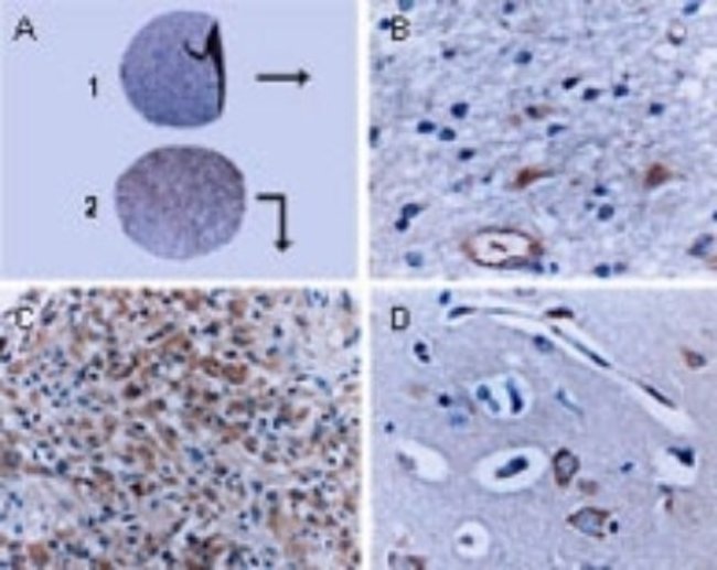 Invitrogen BFAR Polyclonal Antibody 50 μL; Unconjugated:Antibodies ...