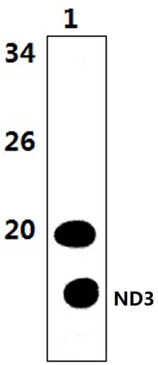 MT-ND3 Polyclonal Antibody:Antibodies, Polyclonal | Fisher Scientific