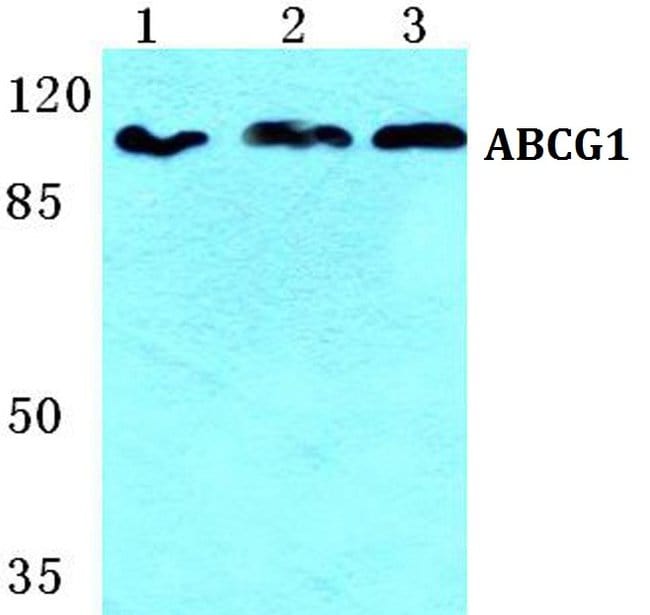 Invitrogen ABCG1 Polyclonal Antibody 100 μL; Unconjugated:Antibodies ...